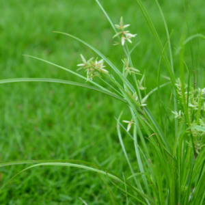 Nutsedge Control | Blades of Green Lawn Care