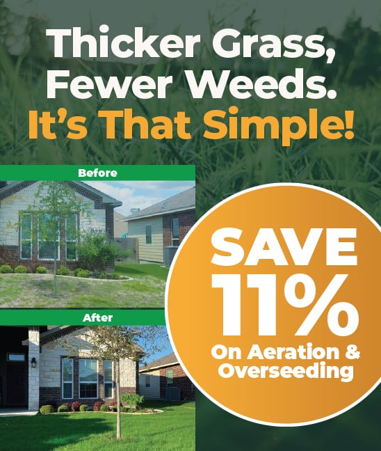Seed Ticks: What they are and how to remove them