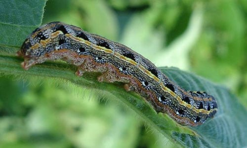 What are army worms? What do army worms look like? Examples of army ...
