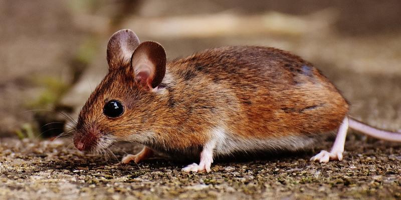 Common Brown Field Mouse: Identification & Control