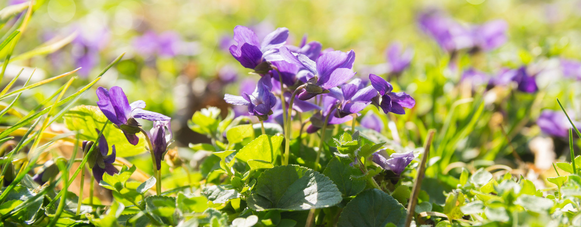 How to Get Rid of Wild Violets In My Lawn