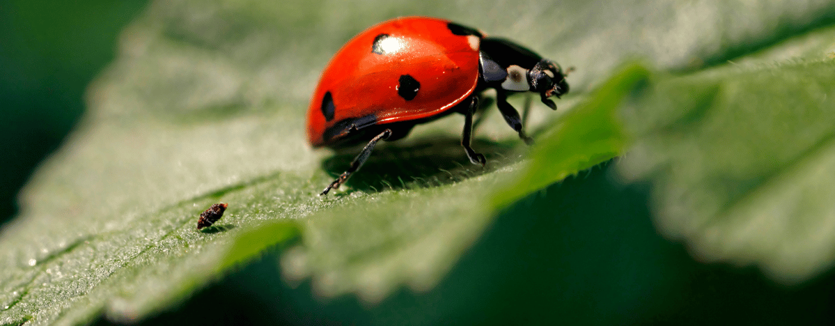 Where Do Bugs Go in the Winter?