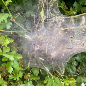 Fall Webworms: A Guide to Identification and Control