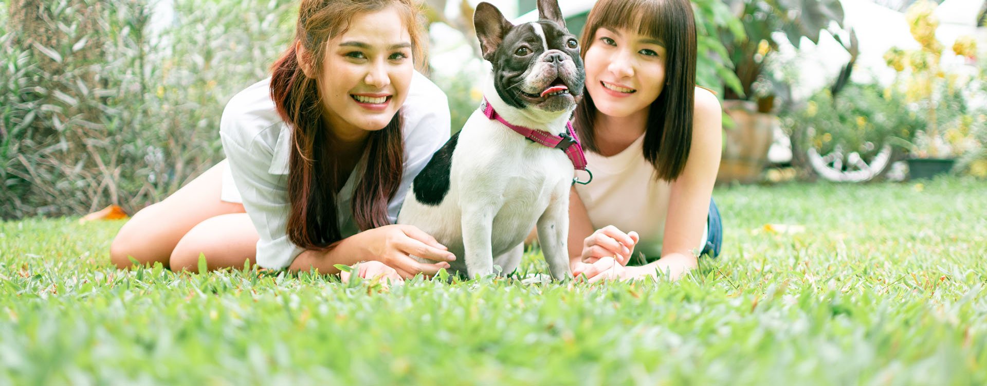 Seed Ticks: What they are and how to remove them