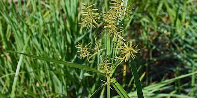 How to Get Rid of Nutsedge Weed in Your Lawn & Yard