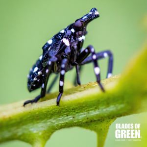 Spotted Lantern Fly Control