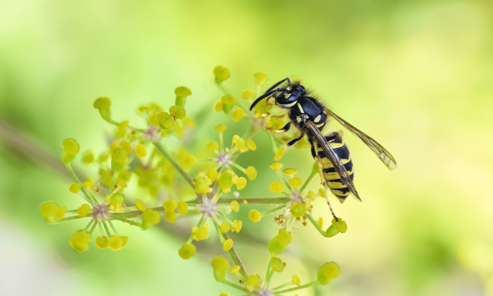Wasp Pest Control Services | Blades of Green Lawn Care