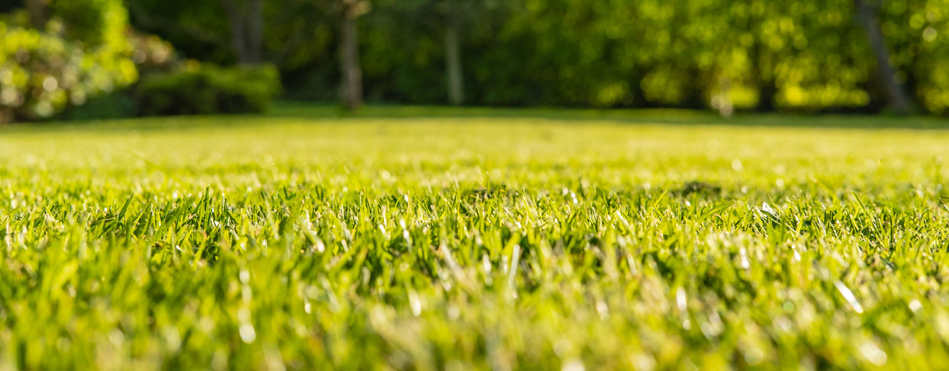 What are army worms? What do army worms look like? Examples of army ...
